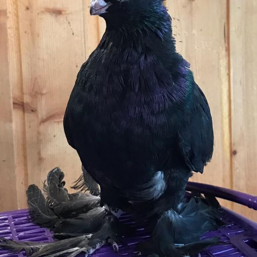 Продажа голубей