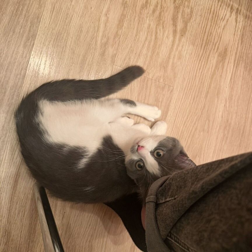 Отдам котенка в добрые руки