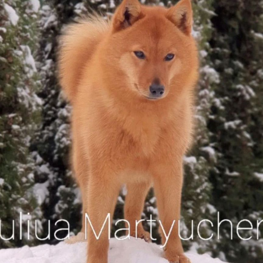 Финский шпиц