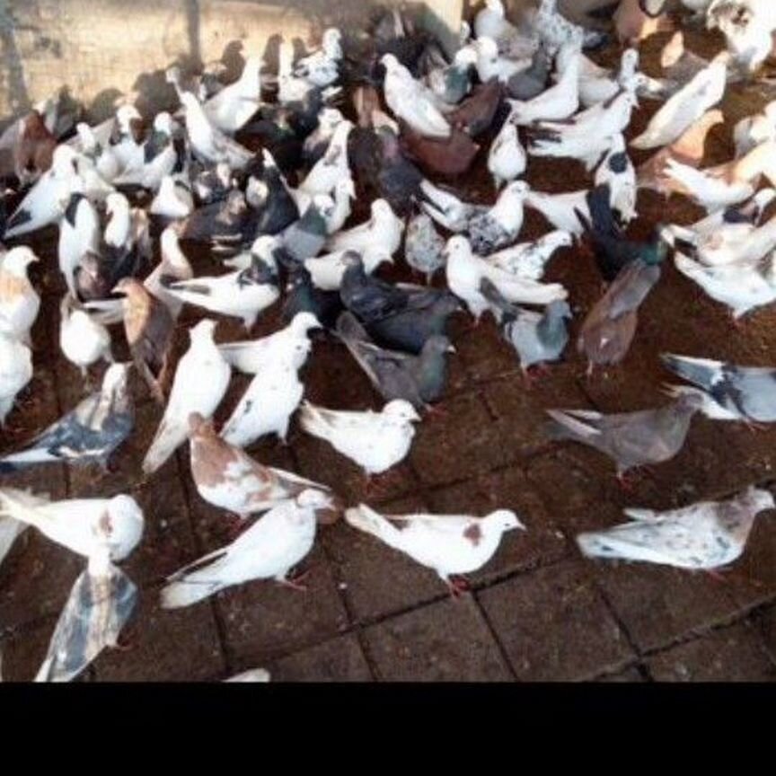 Закупаем пух перо