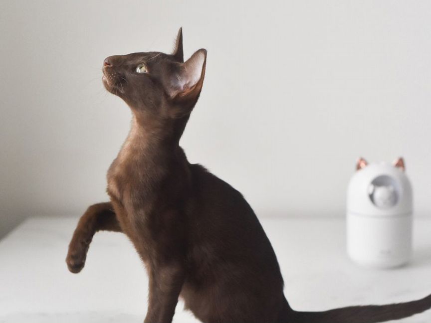 Ориентальные котята Шоколадка и цинамон