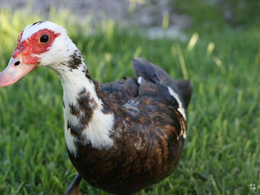 Утки,индоутки,куры