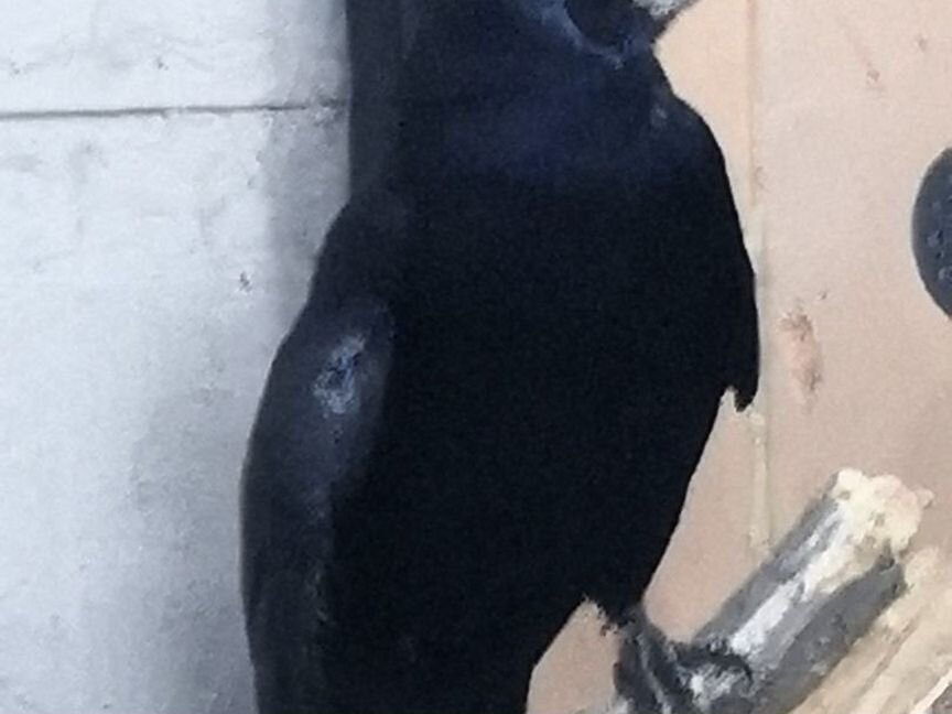 Грач с поврежденным крылом