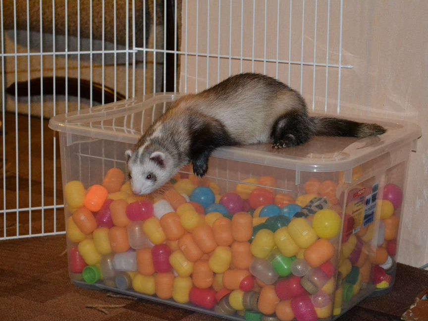 Сухой бассейн Копалка для хорьков