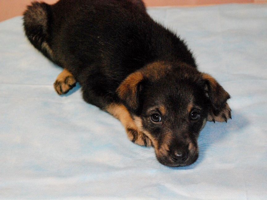 Малышка ищет хозяев