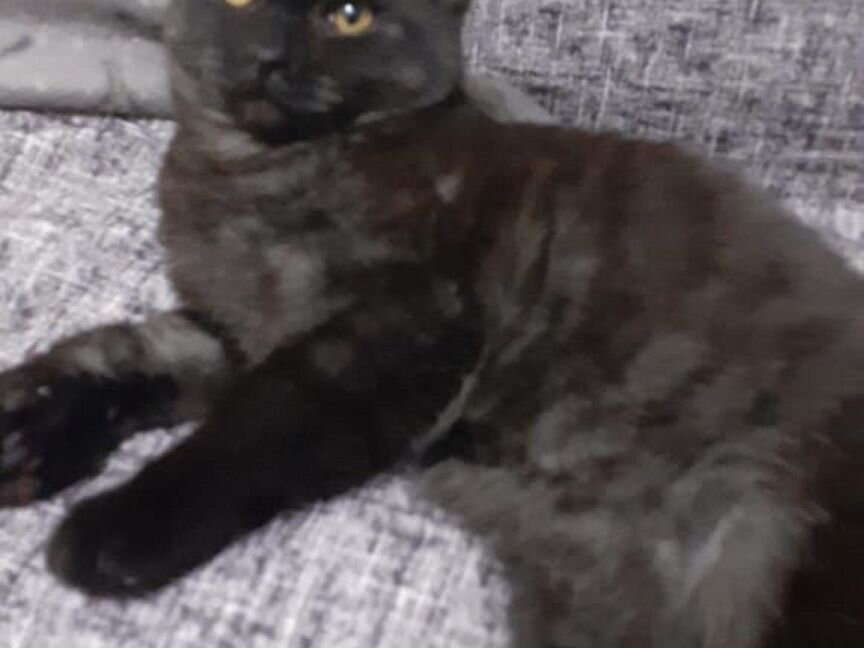 Котёнок Кексик в добрые руки