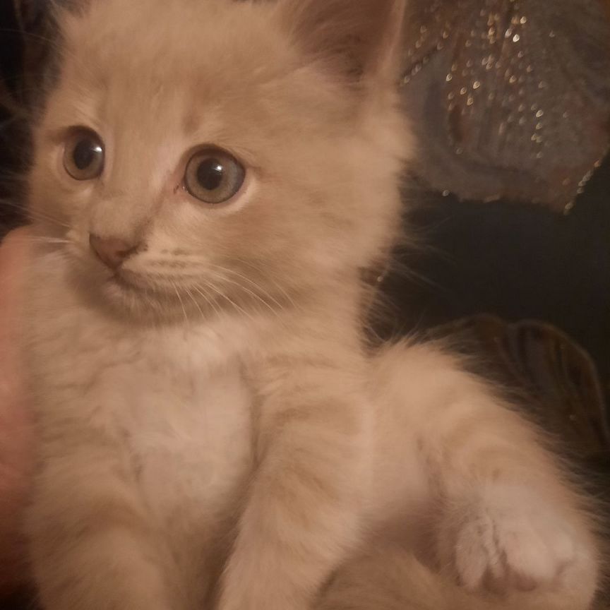 Котята в добрые руки бесплатно