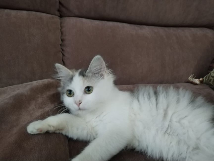 Котенок