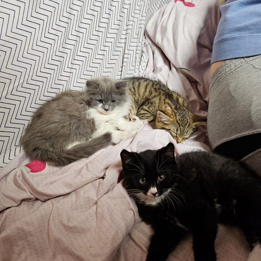 Котята 2 мальчика 1 девочка