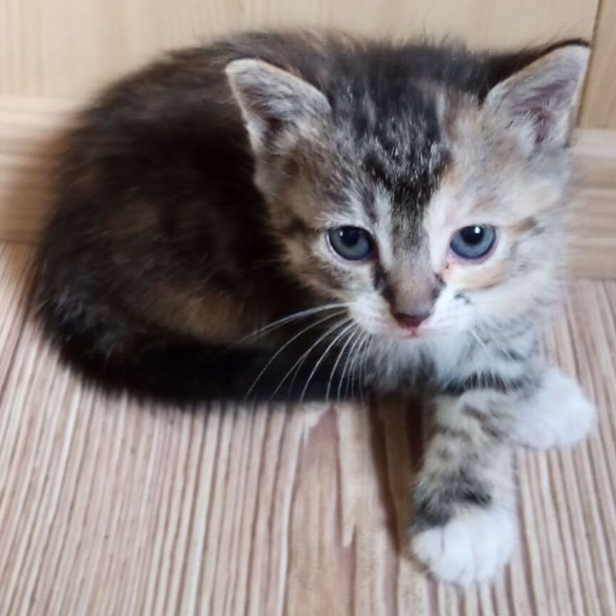 Кошечка