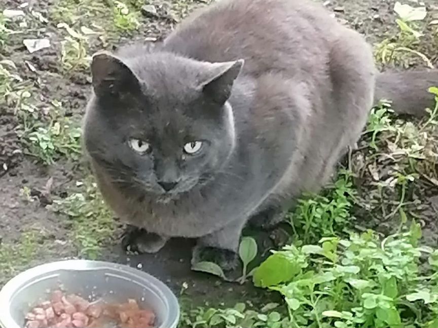 Кот потеряшка