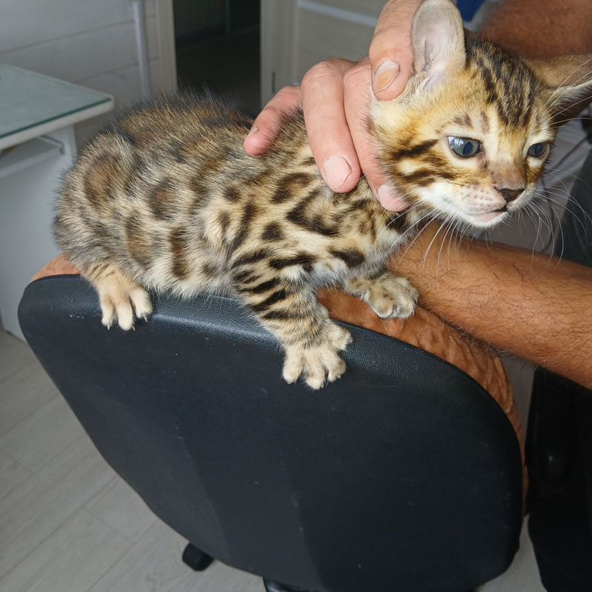 Бенгальские котята