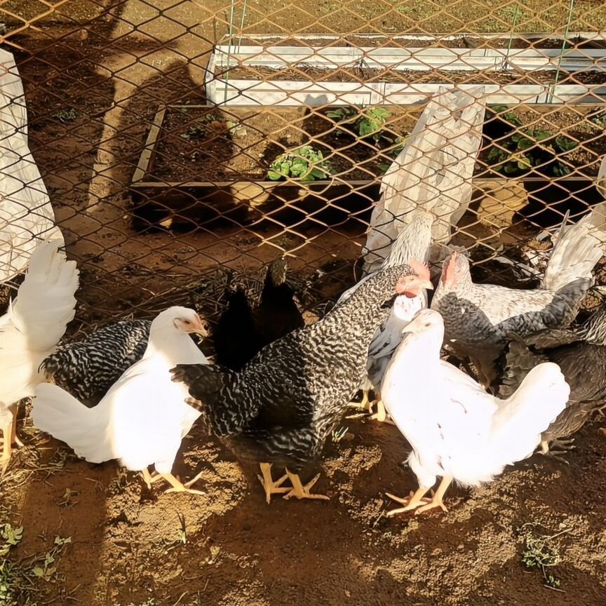 Молодые петушки разнопородные