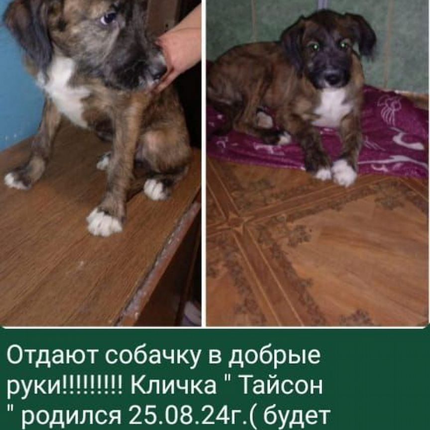 Щенок в добрые руки мальчик