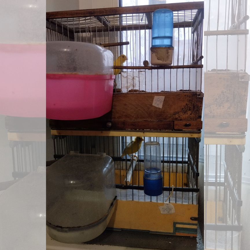 Канарис и канарейки