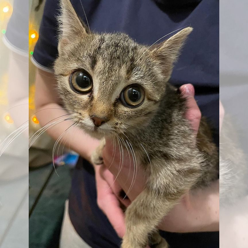 Котёнок в добрые руки