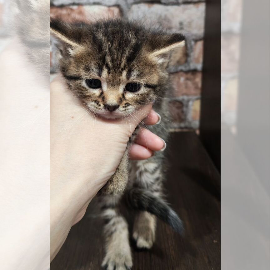 Котёнок в добрые руки