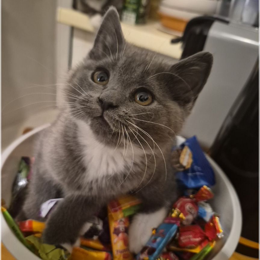 Британский короткошёрстный котёнок
