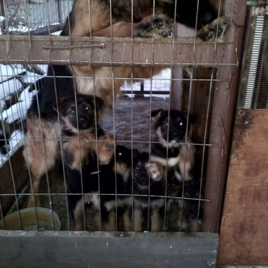 Щенки от немецкой овчарки 4 девочки, 2 мальчика