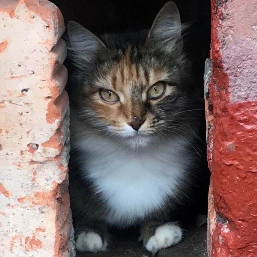 Красивая кошечка Марго в дар