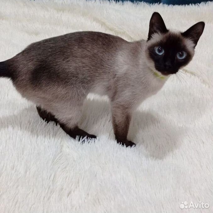 Сиамская кошка ищет кота для вязки