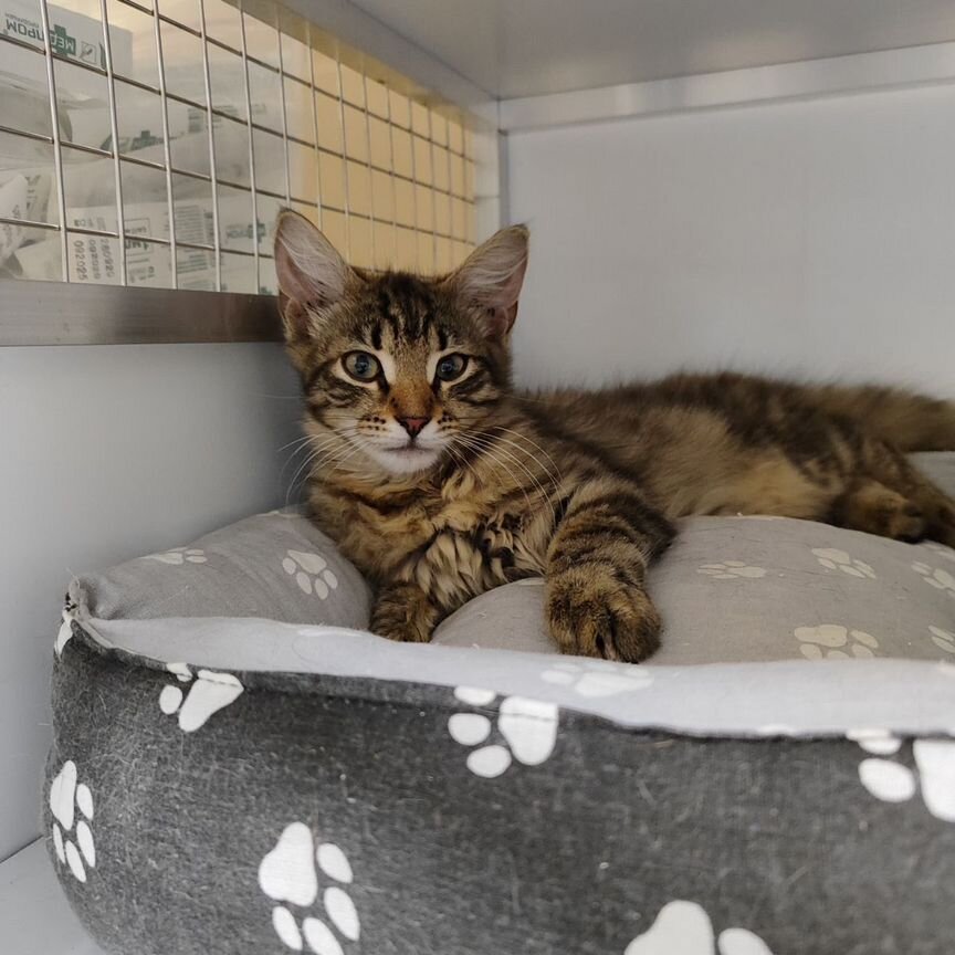 Котенок в добрые руки