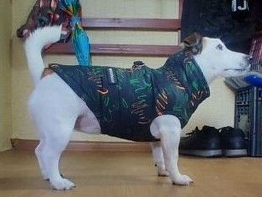 Жилетка для собаки