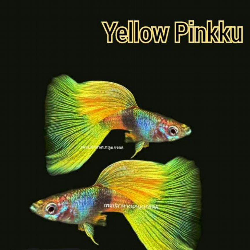 Гуппи эксклюзив