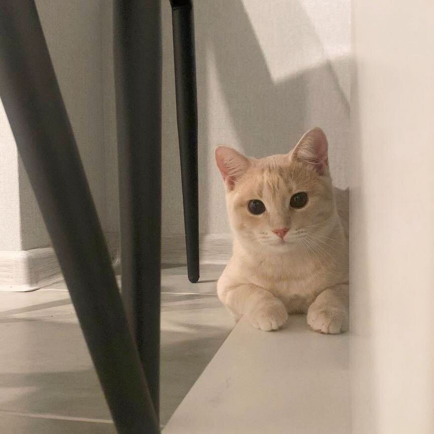 Кот Симба