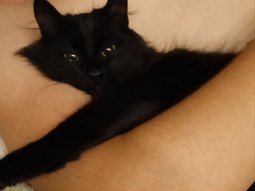 Отдам котика в ответственные и заботливые ручки