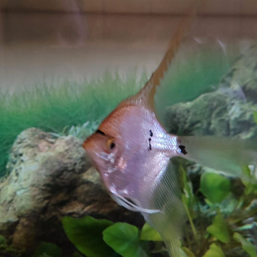 Скалярия золотая