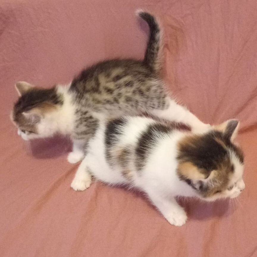 Сейшельский длинношёрстный котёнок