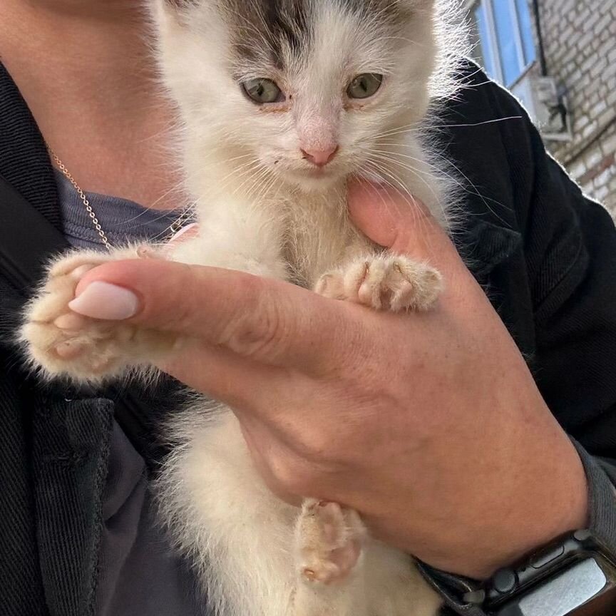 Котик ищет дом