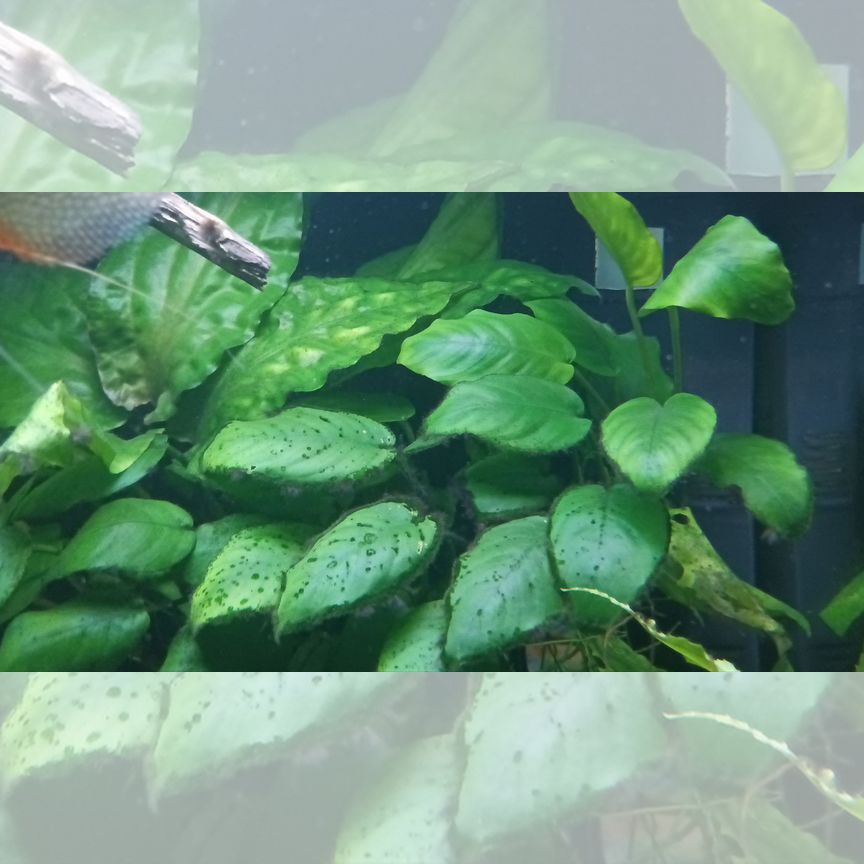 Анубиас и папоротник болбитис