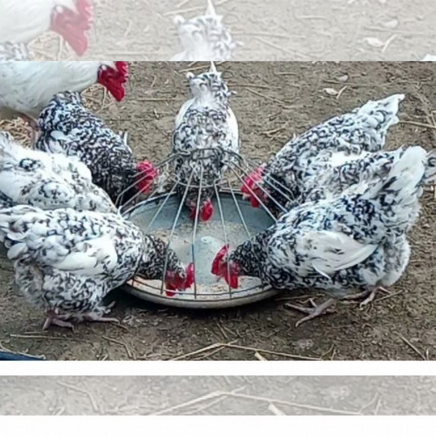 Куры молодки