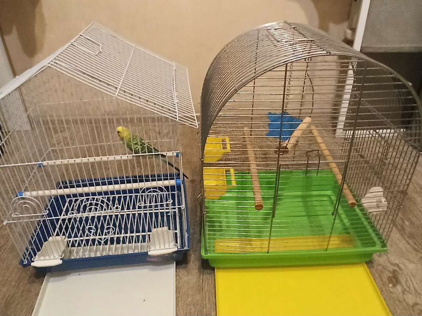 Папугай вместе 2 клетках продается