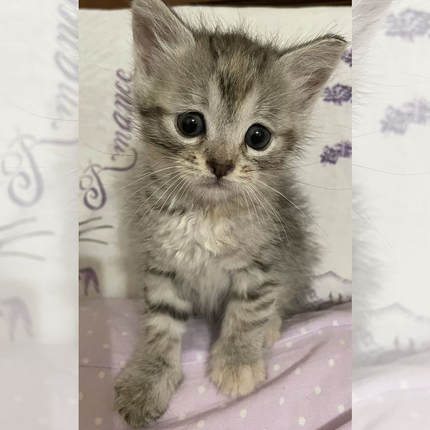 Кошка в дар