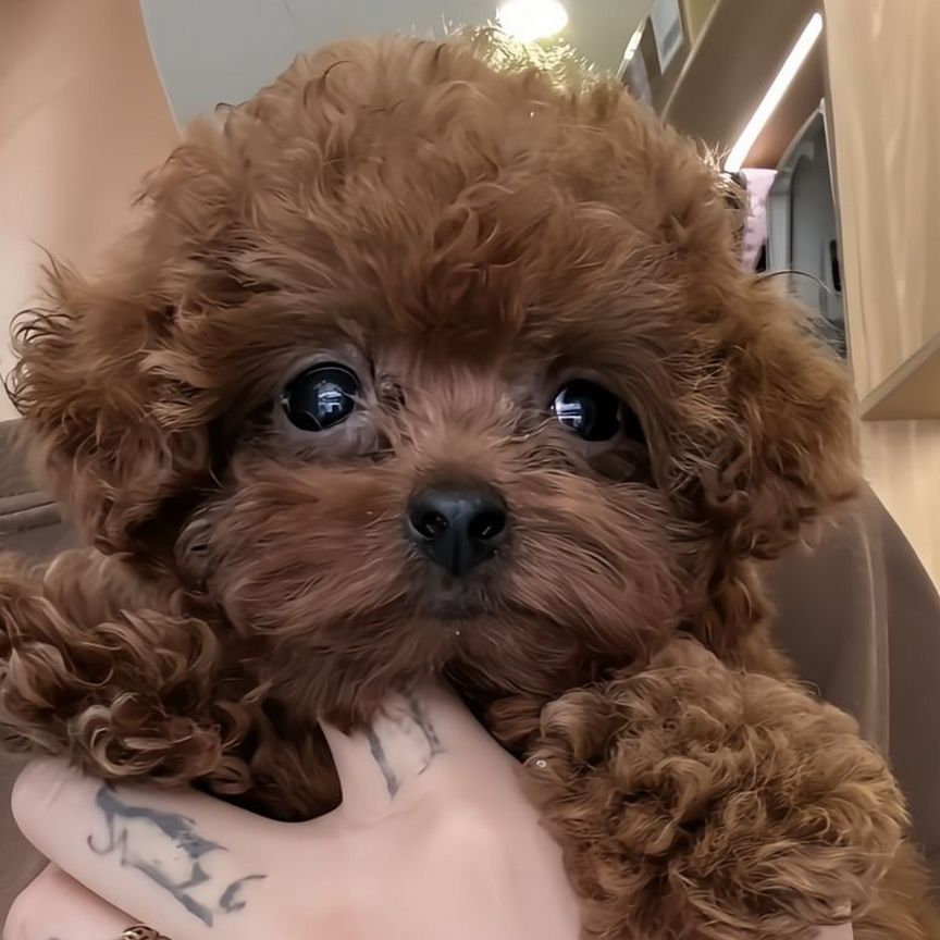 Той-пудель, щенок