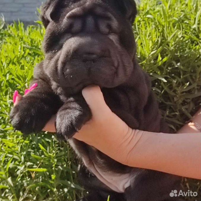 Щенки шарпей