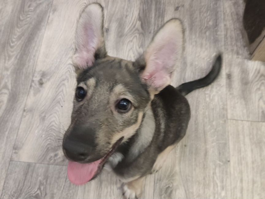 Щенок 2-2,5 мес, от маленькой собачки