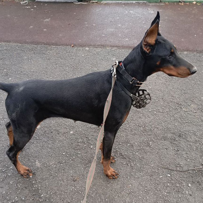 Доберман, взрослая собака