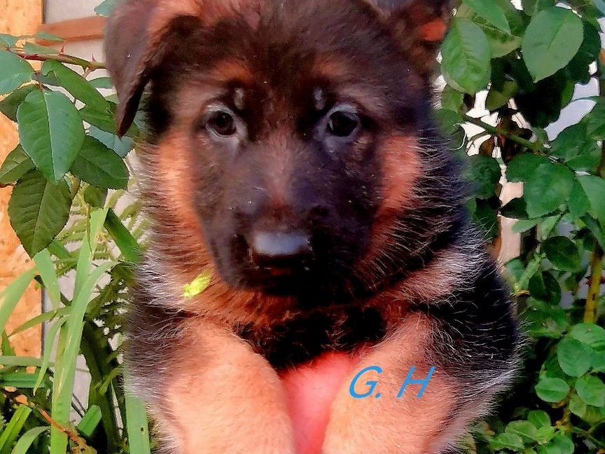 Немецкая овчарка