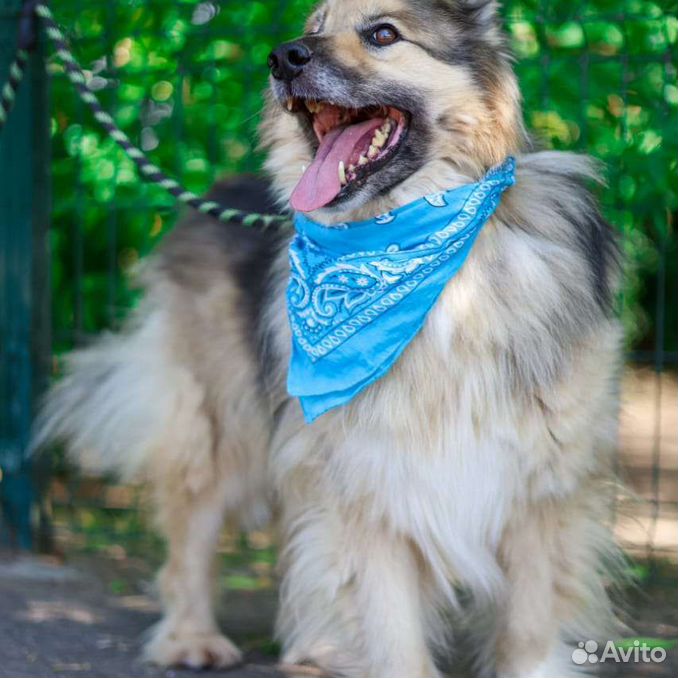 Лохматик Бароша в добрые руки