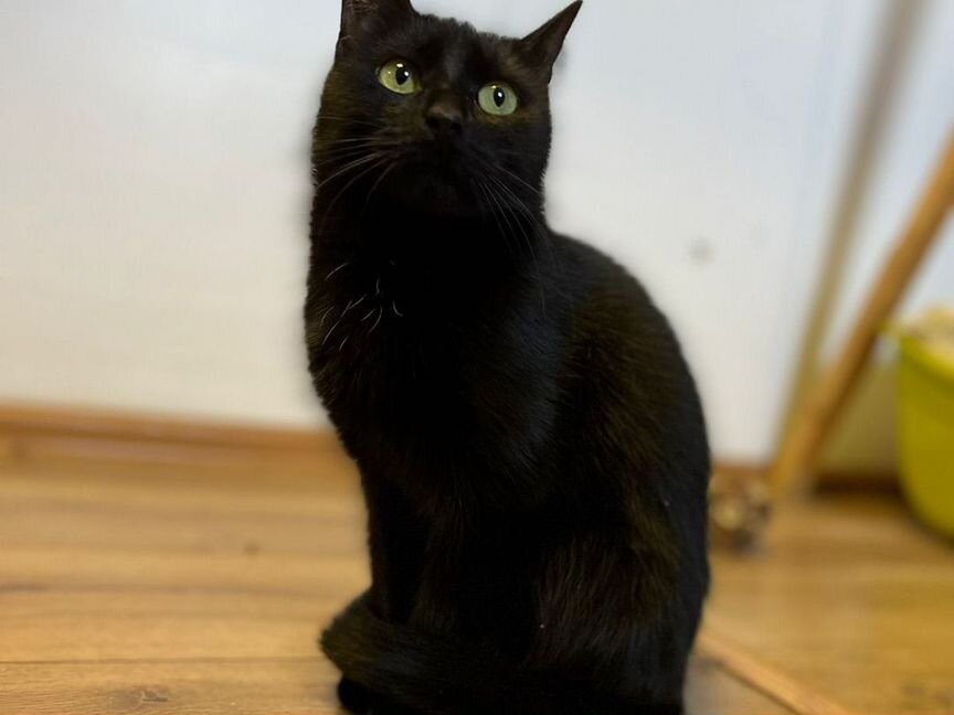 Котенок в добрые руки