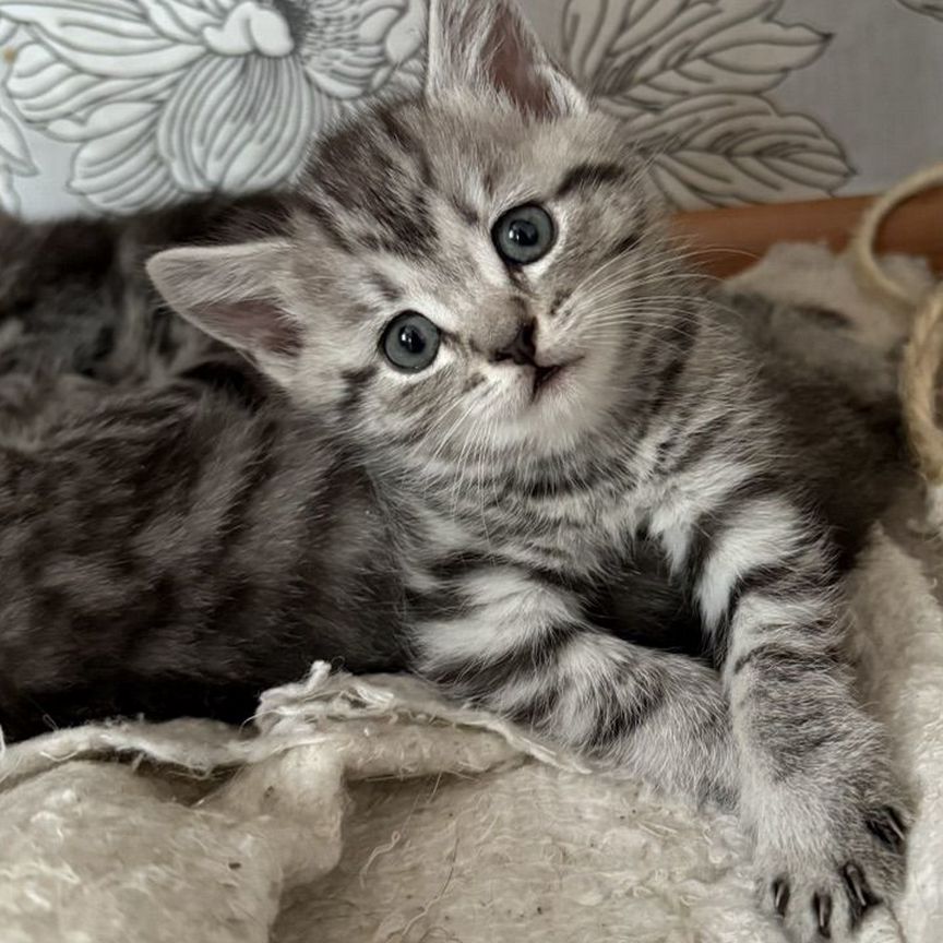 Котёнок в добрые руки