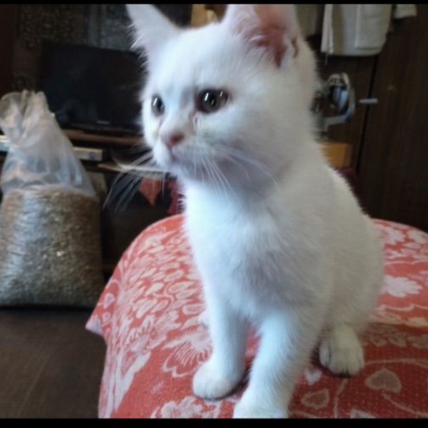 Котенок белый, мальчик