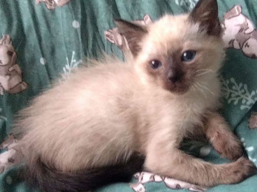 Голубоглазая принцесса