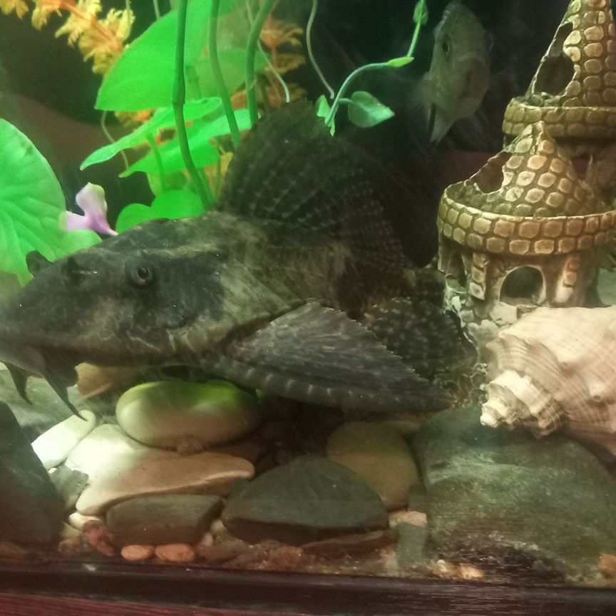 Сомы и цихлиды