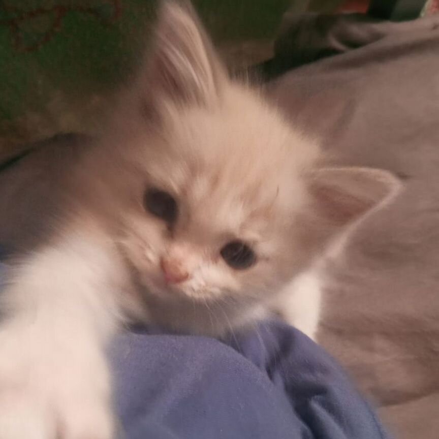 Тайский котёнок