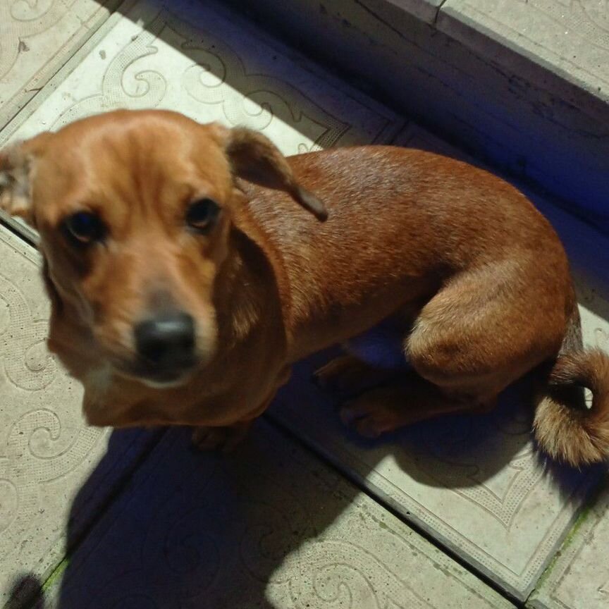 Такса, взрослая собака